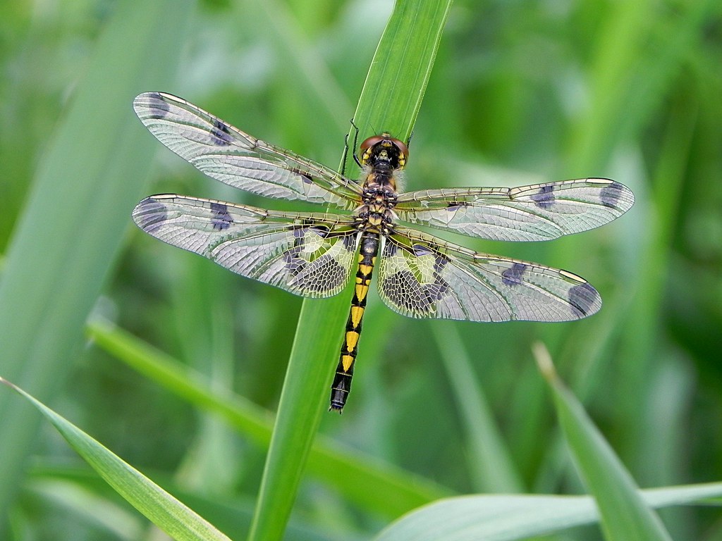 Seasonal insects starting to emerge | News, Sports, Jobs - Observer Today